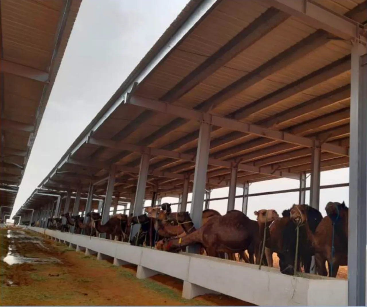 CAMEL SHADES - Abniya